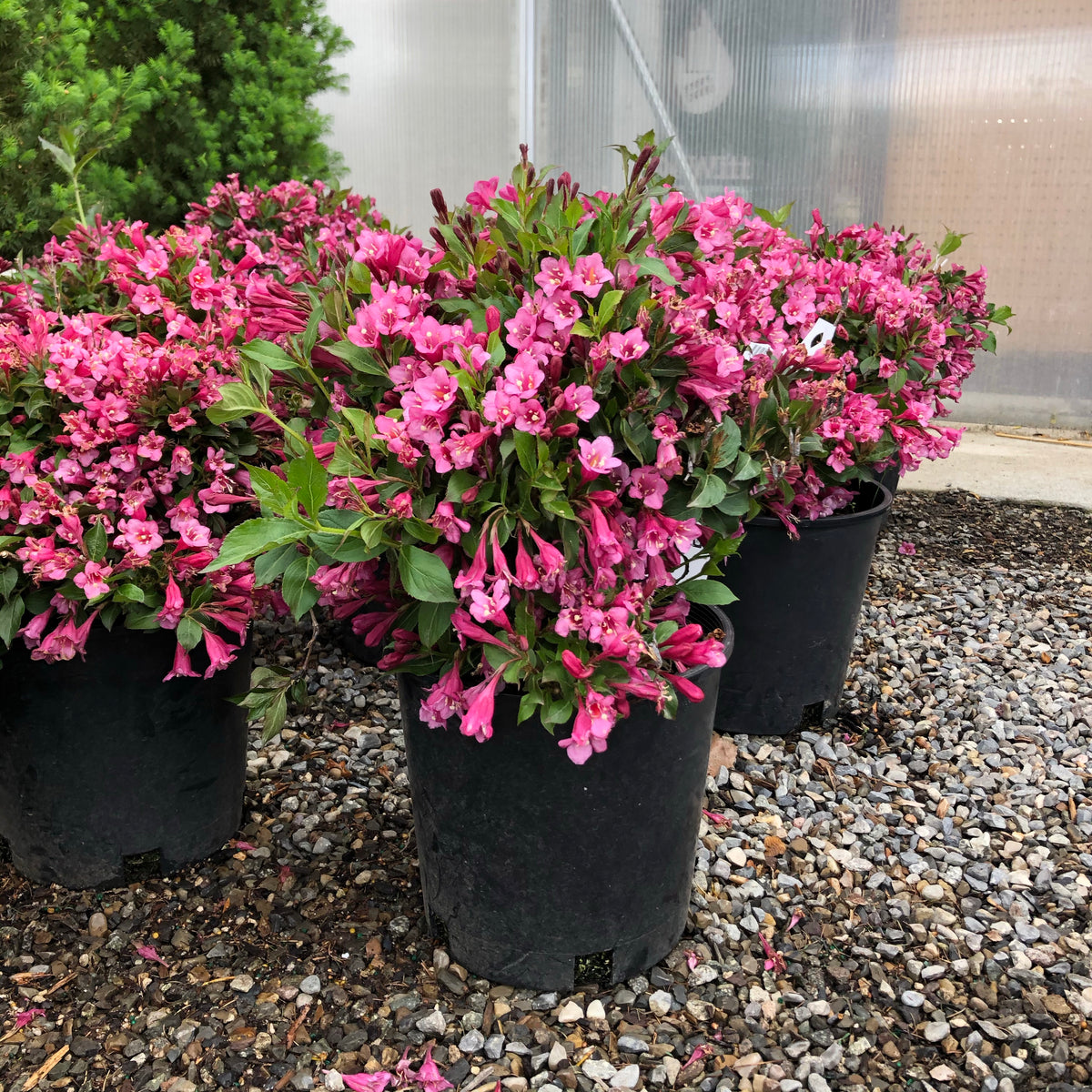 Minuet Weigela – Southern Idaho Landscape Center