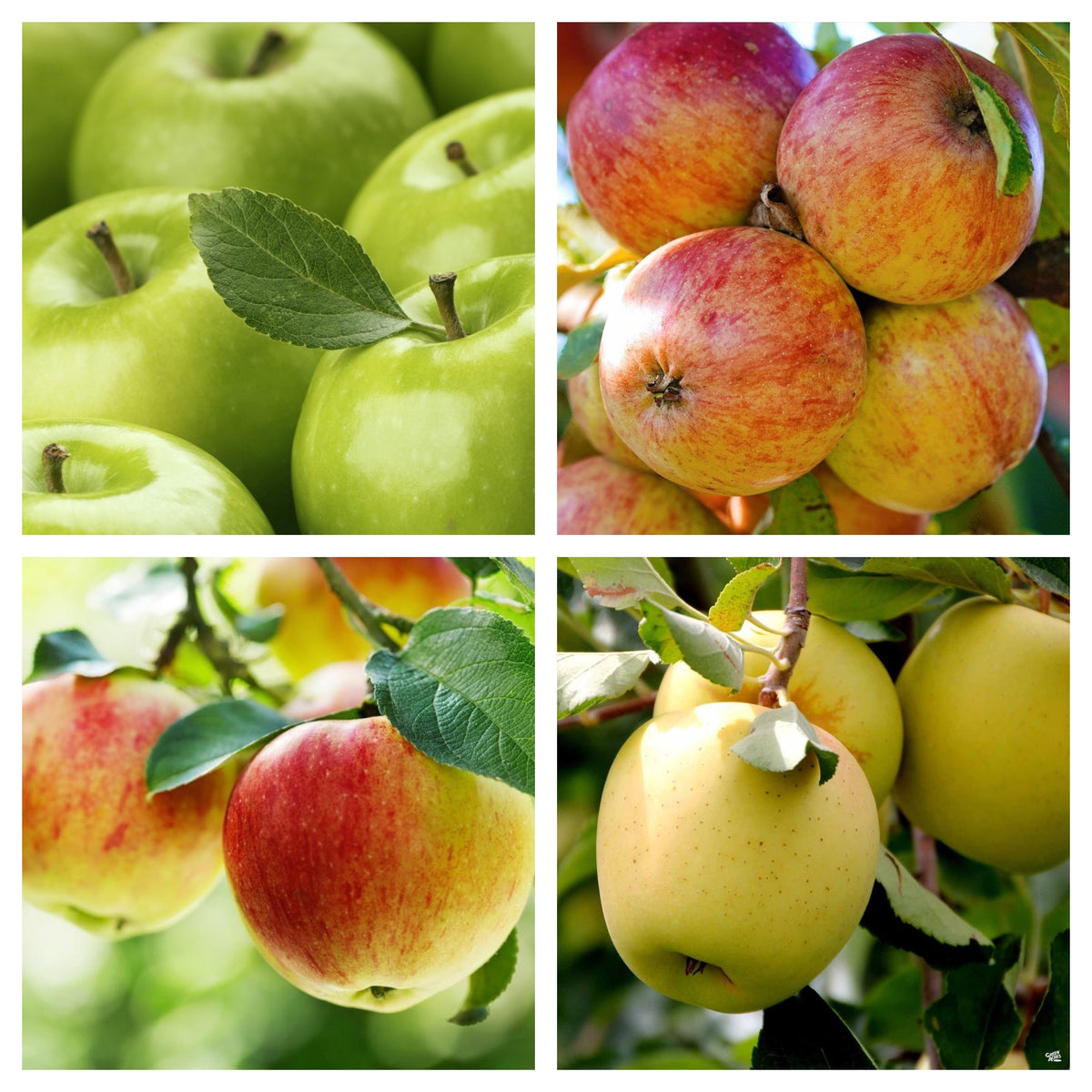 3 in 1 Apple Tree – Southern Idaho Landscape Center