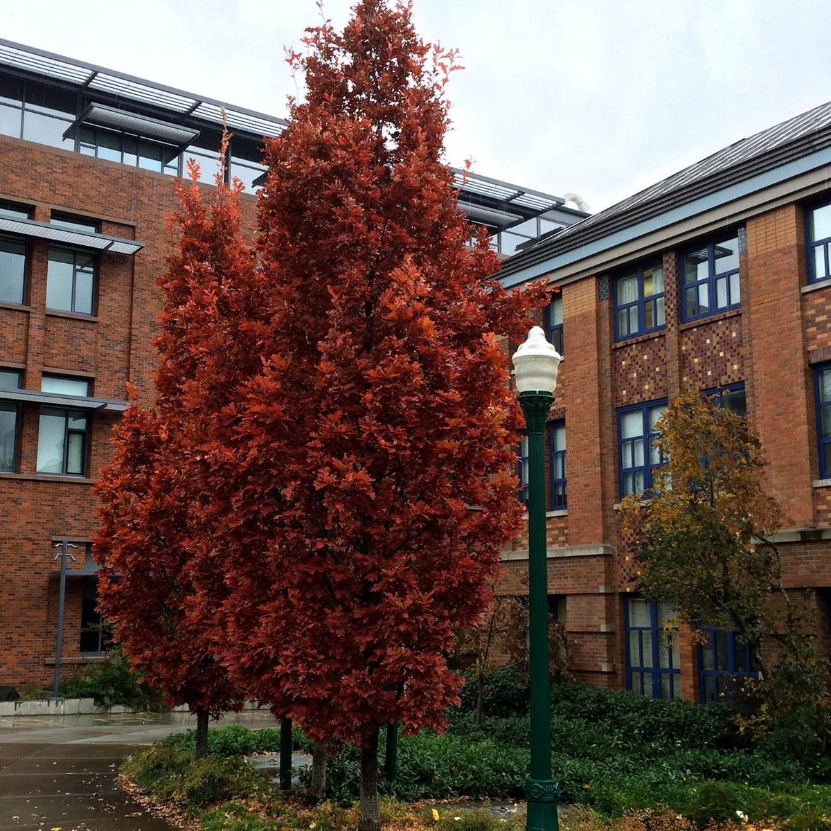 Crimson Spire Oak Tree – Southern Idaho Landscape Center