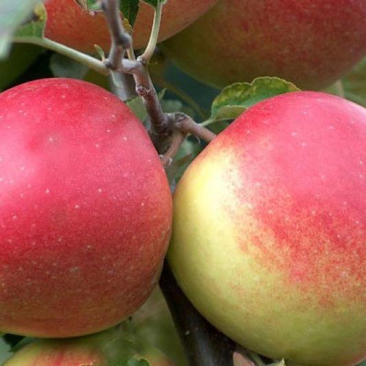 Jonagold Apple Tree – Southern Idaho Landscape Center