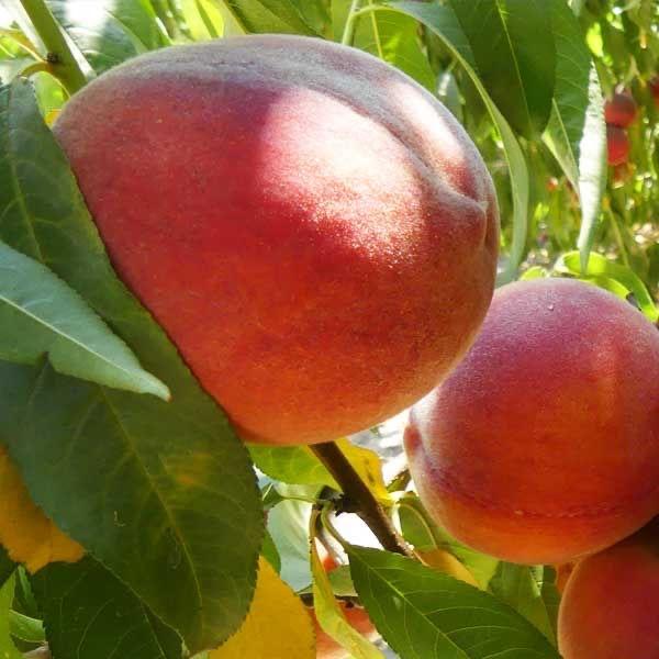 Canadian Harmony Peach Tree – Southern Idaho Landscape Center