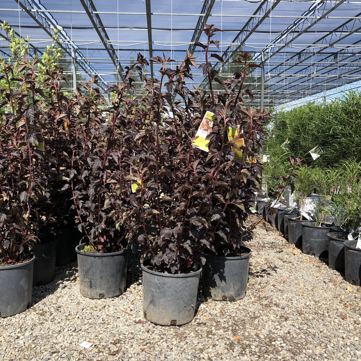 Gumdrop Burgundy Candy Ninebark – Southern Idaho Landscape Center