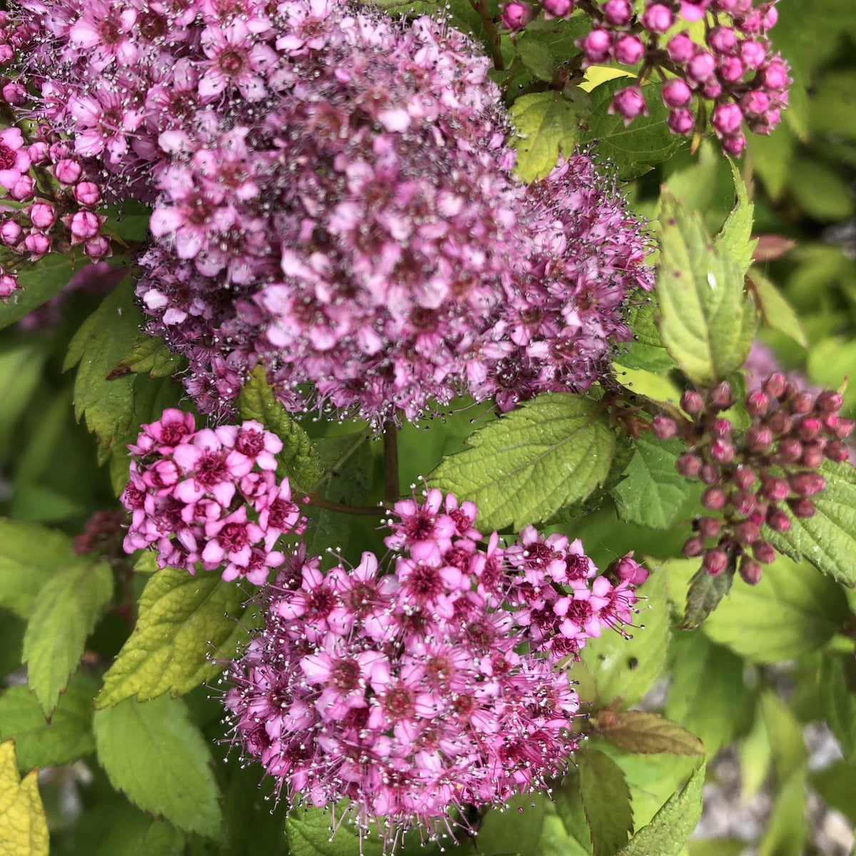 Magic Carpet Spirea – Southern Idaho Landscape Center