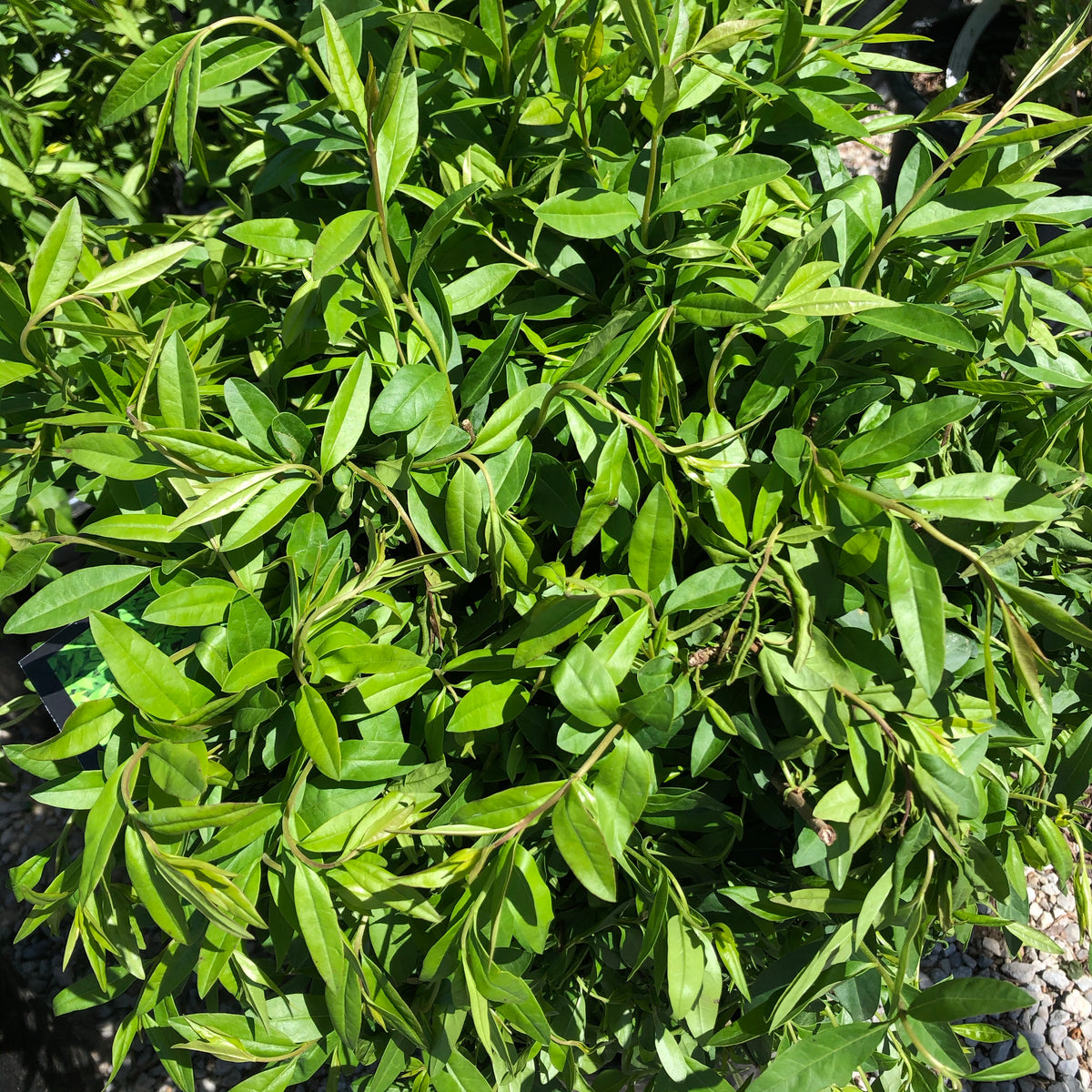 Lodense Privet – Southern Idaho Landscape Center