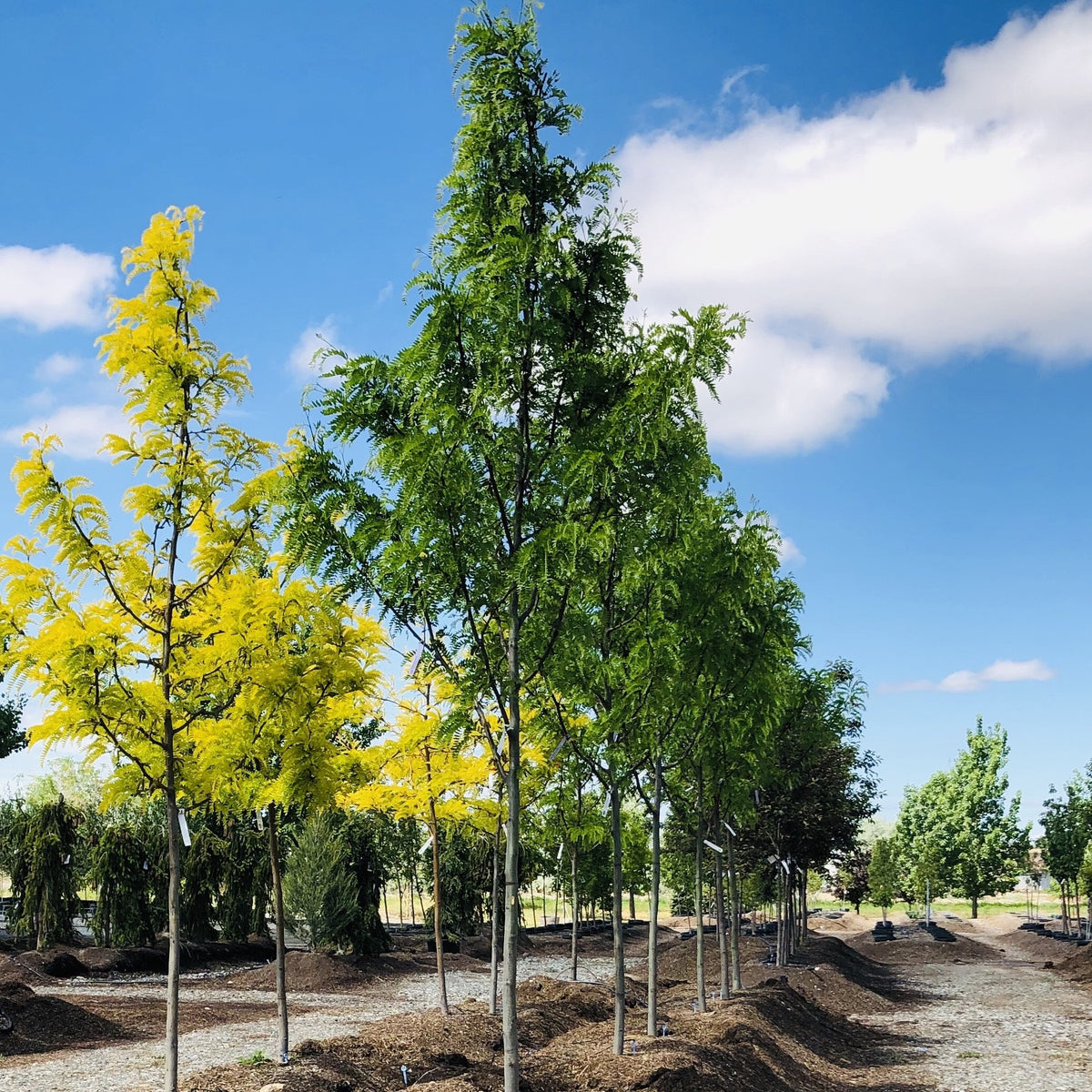 Imperial Honey Locust Tree – Southern Idaho Landscape Center