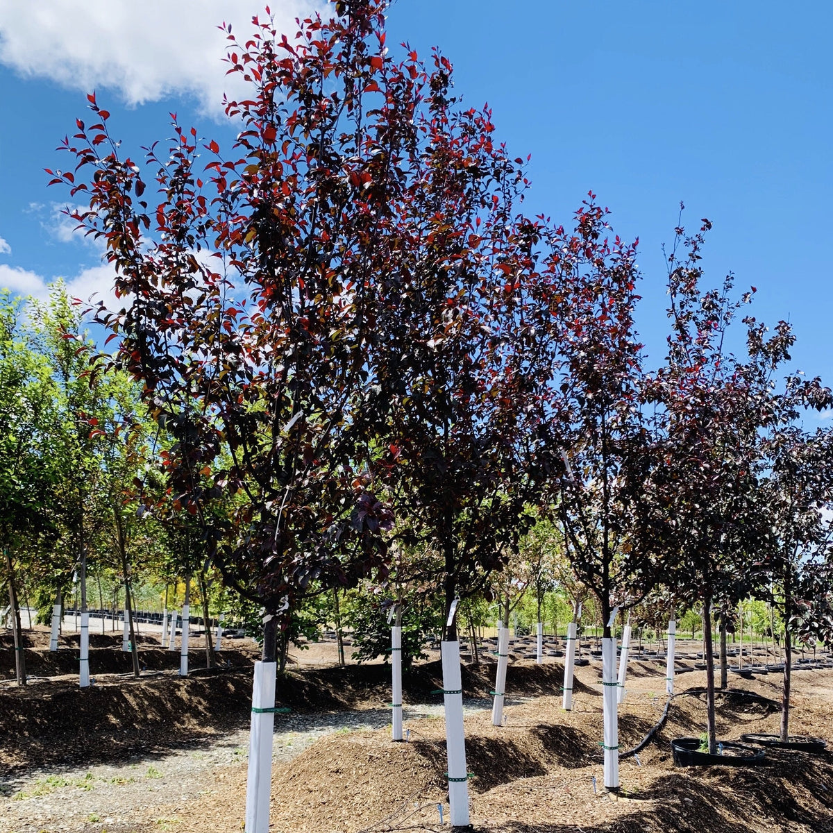 Perfect Purple Crabapple Tree – Southern Idaho Landscape Center