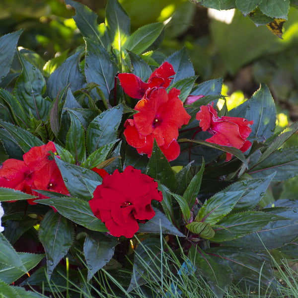 Roller Coaster Red Racer New Guinea Impatiens Southern Idaho