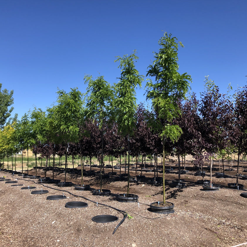 Imperial Honey Locust Tree – Southern Idaho Landscape Center