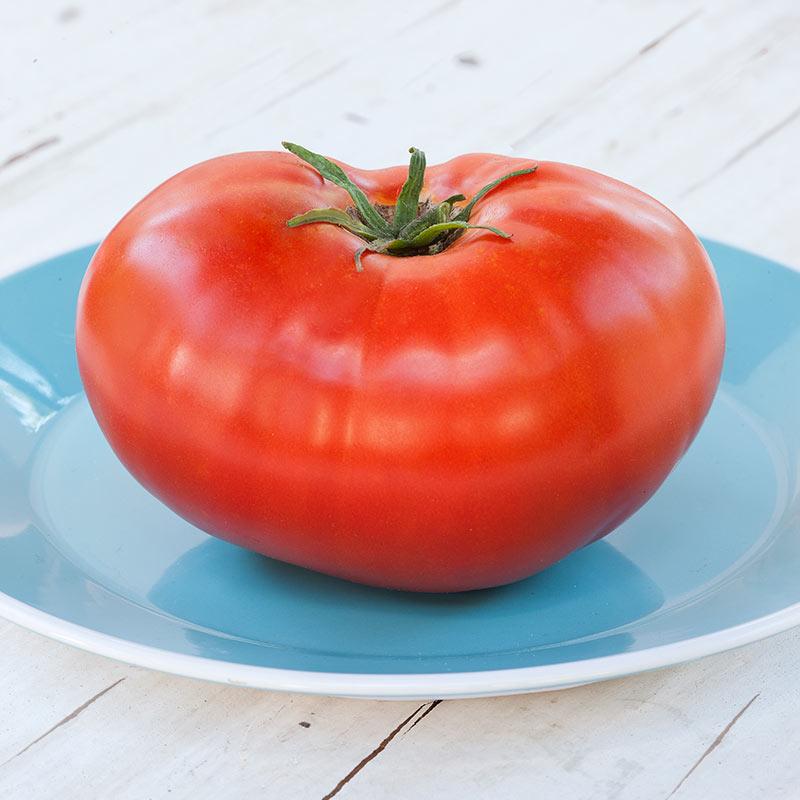 Jet Star Tomato (Garden Starter Plant) – Southern Idaho Landscape Center
