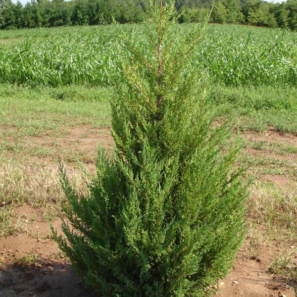 Mountbatten Juniper Tree – Southern Idaho Landscape Center