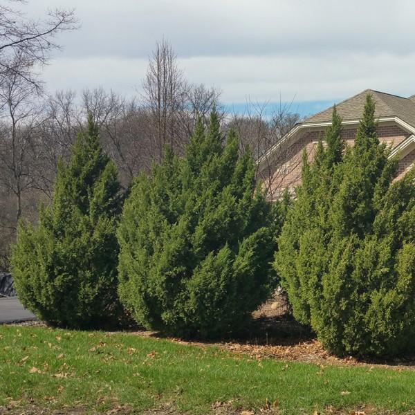 Mountbatten Juniper Tree – Southern Idaho Landscape Center
