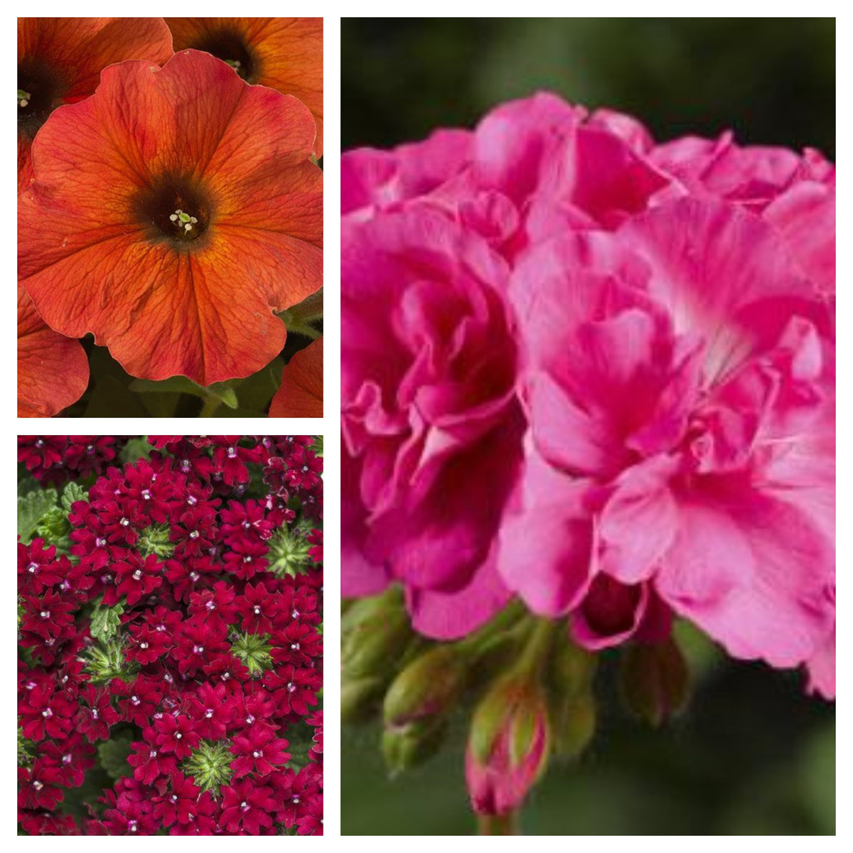 12" Pink Geranium with Verbena and Petunias Hanging Basket – Southern ...