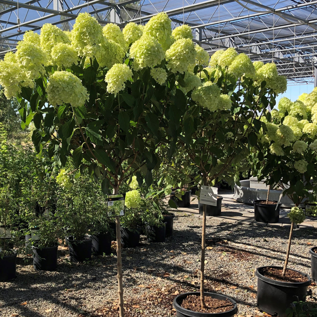 Limelight Panicle Hydrangea Tree Form – Southern Idaho Landscape Center