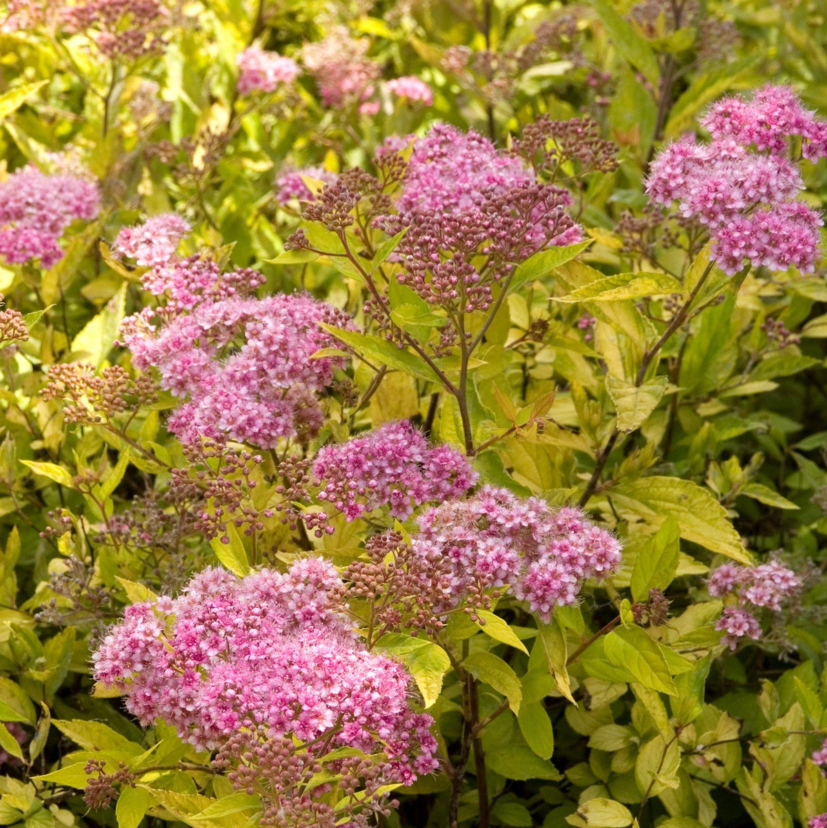 Limemound Spirea – Southern Idaho Landscape Center