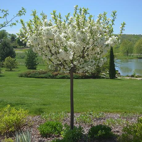 Lollipop Crabapple Tree – Southern Idaho Landscape Center