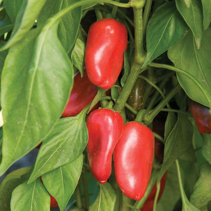 Lunchbox Red Sweet Snacking Pepper (Garden Starter Plant) – Southern ...
