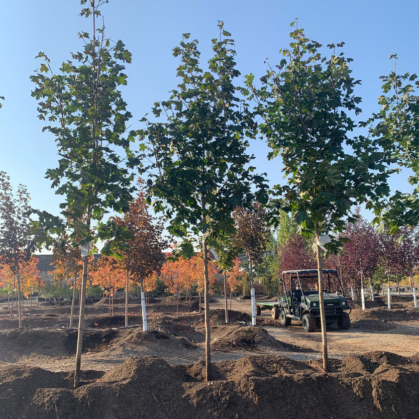 Deborah Norway Maple Tree – Southern Idaho Landscape Center