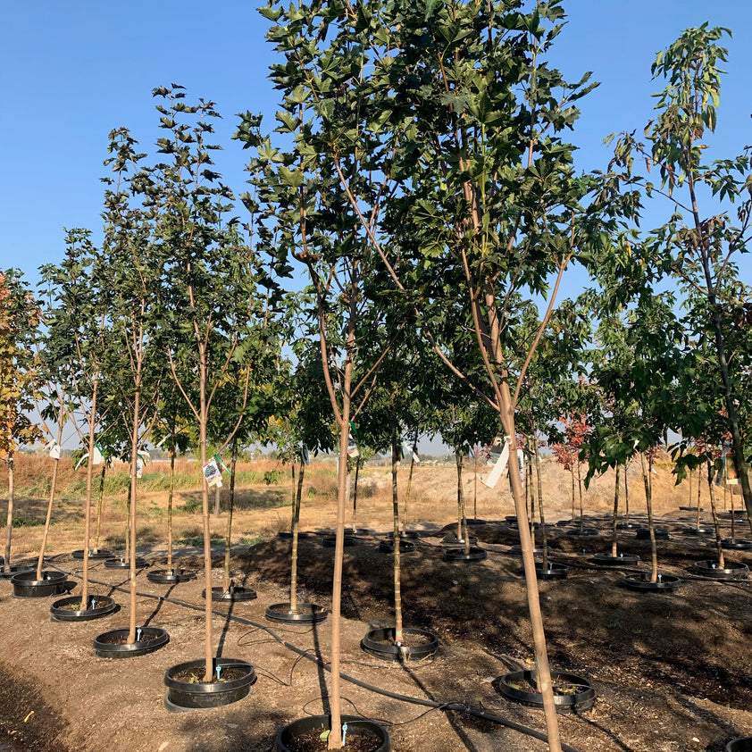 Deborah Norway Maple Tree – Southern Idaho Landscape Center