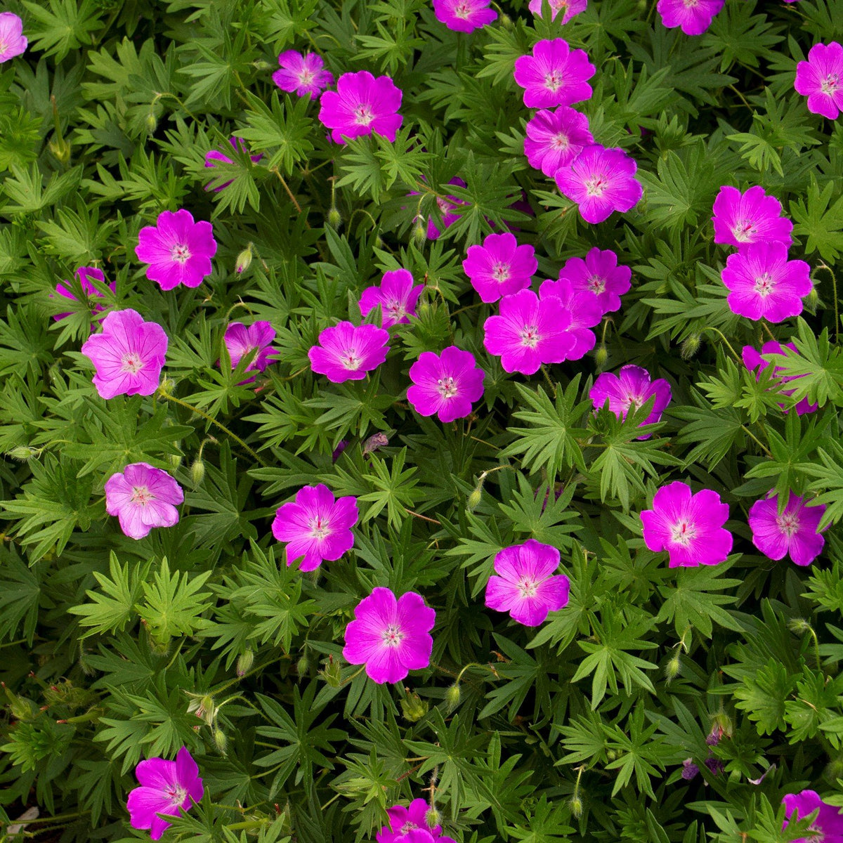 Max Frei Geranium (Cranesbill) – Southern Idaho Landscape Center
