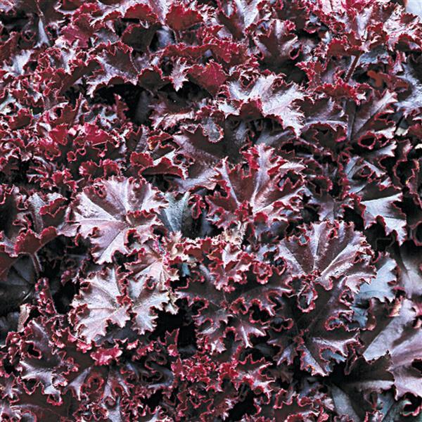 Melting Fire Heuchera (Coral Bells) – Southern Idaho Landscape Center