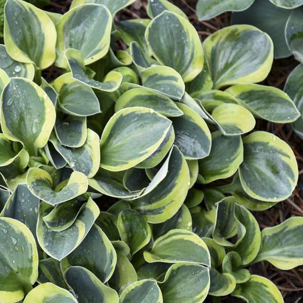 Mighty Mouse Hosta (Plantain Lily) – Southern Idaho Landscape Center