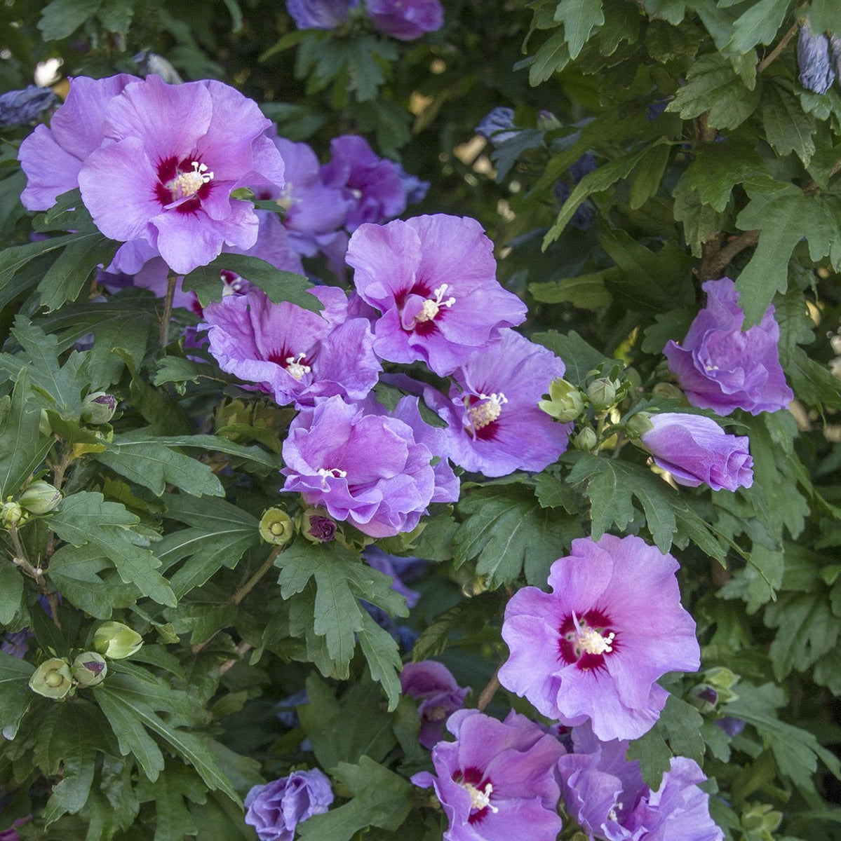 Minerva Hibiscus Tree Form (Rose of Sharon) – Southern Idaho Landscape ...