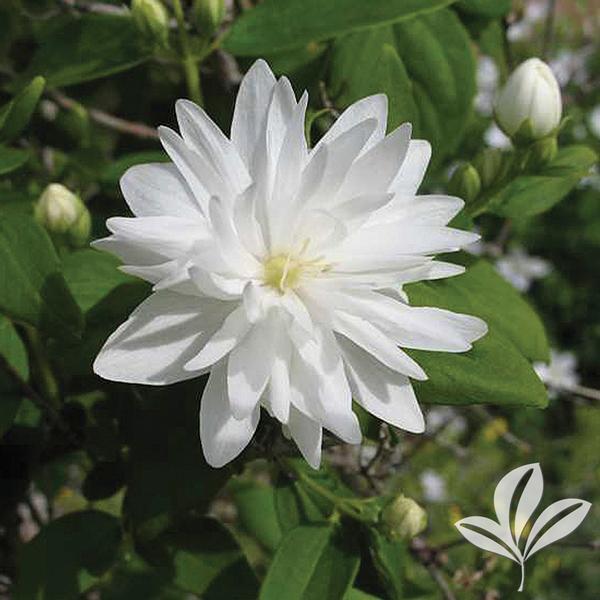 Minnesota Snowflake Philadelphus (Mock Orange) – Southern Idaho ...