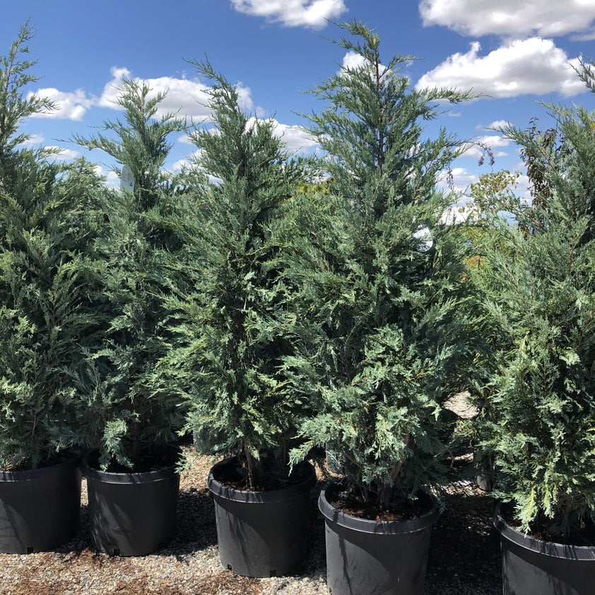 Moonglow Juniper Tree – Southern Idaho Landscape Center