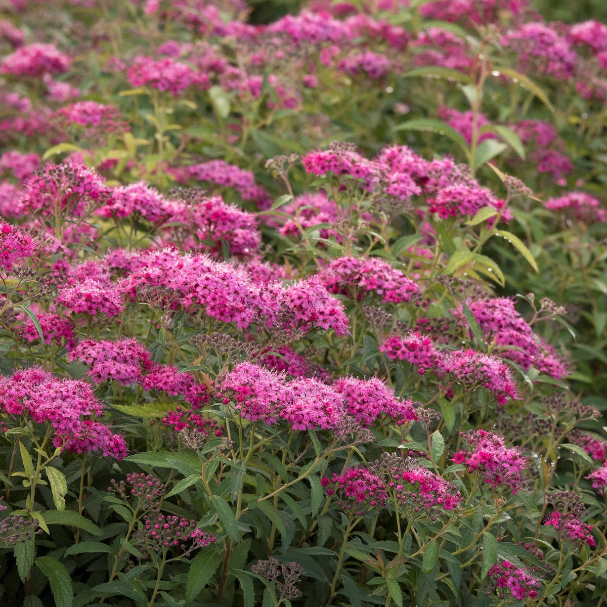 Neon Flash Spirea – Southern Idaho Landscape Center