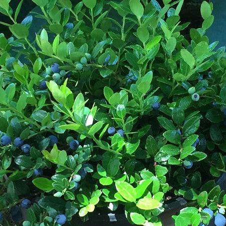 Berried Treasure Box Huckleberry Plant – Southern Idaho Landscape Center