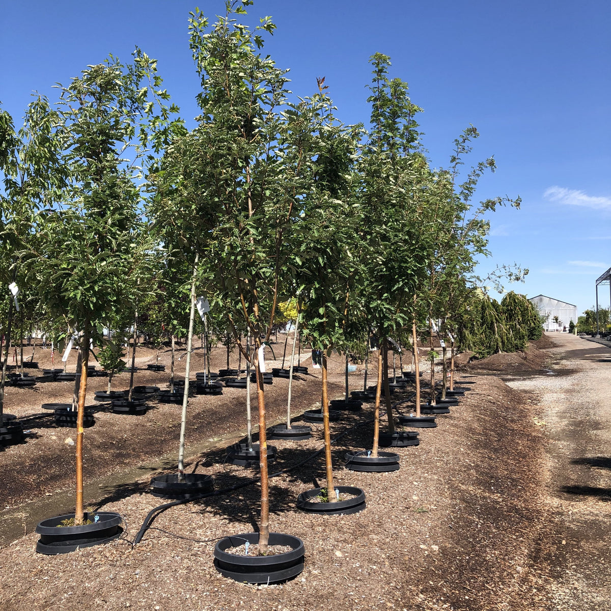 Oakleaf Mountain Ash Tree – Southern Idaho Landscape Center