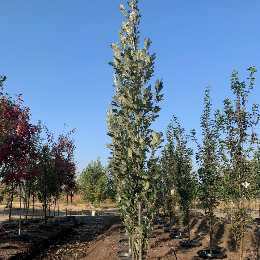 Regal Prince Oak Tree – Southern Idaho Landscape Center
