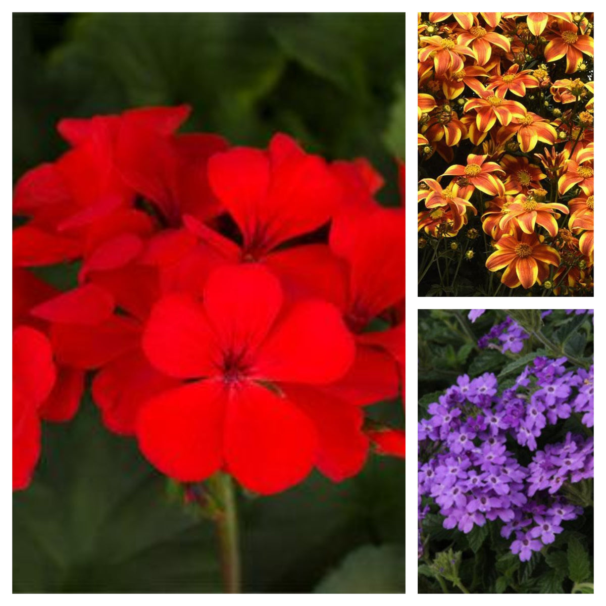 12" Orange Geranium with Bidens and Verbena Hanging Basket – Southern ...