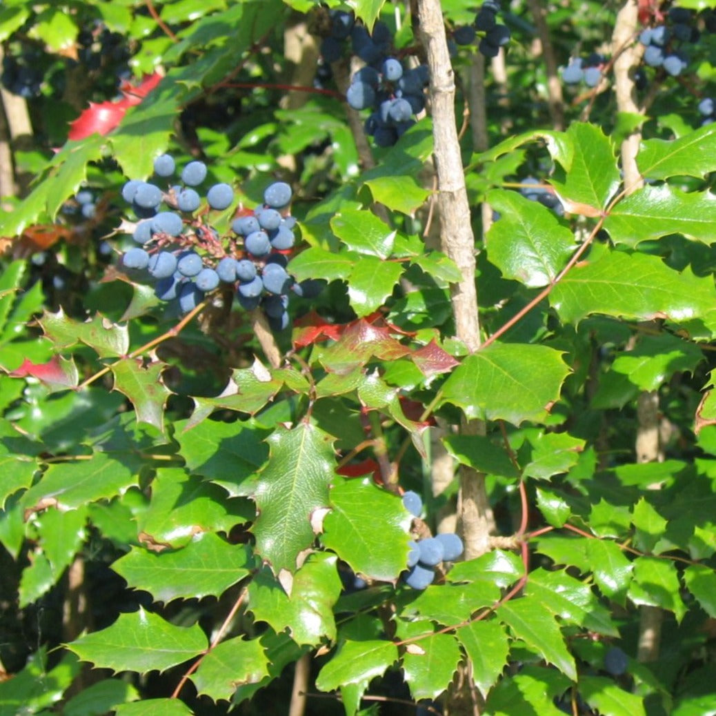 Oregon Grape – Southern Idaho Landscape Center