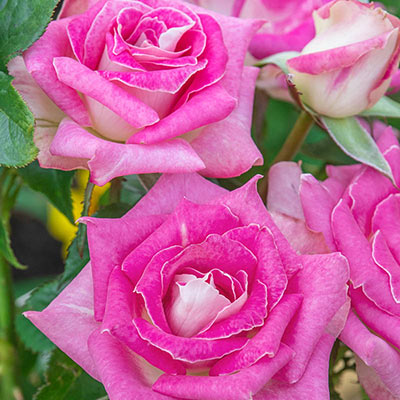 Painted Porcelain Hybrid Tea Rose - 3 Gallon Growers Pot – Southern ...