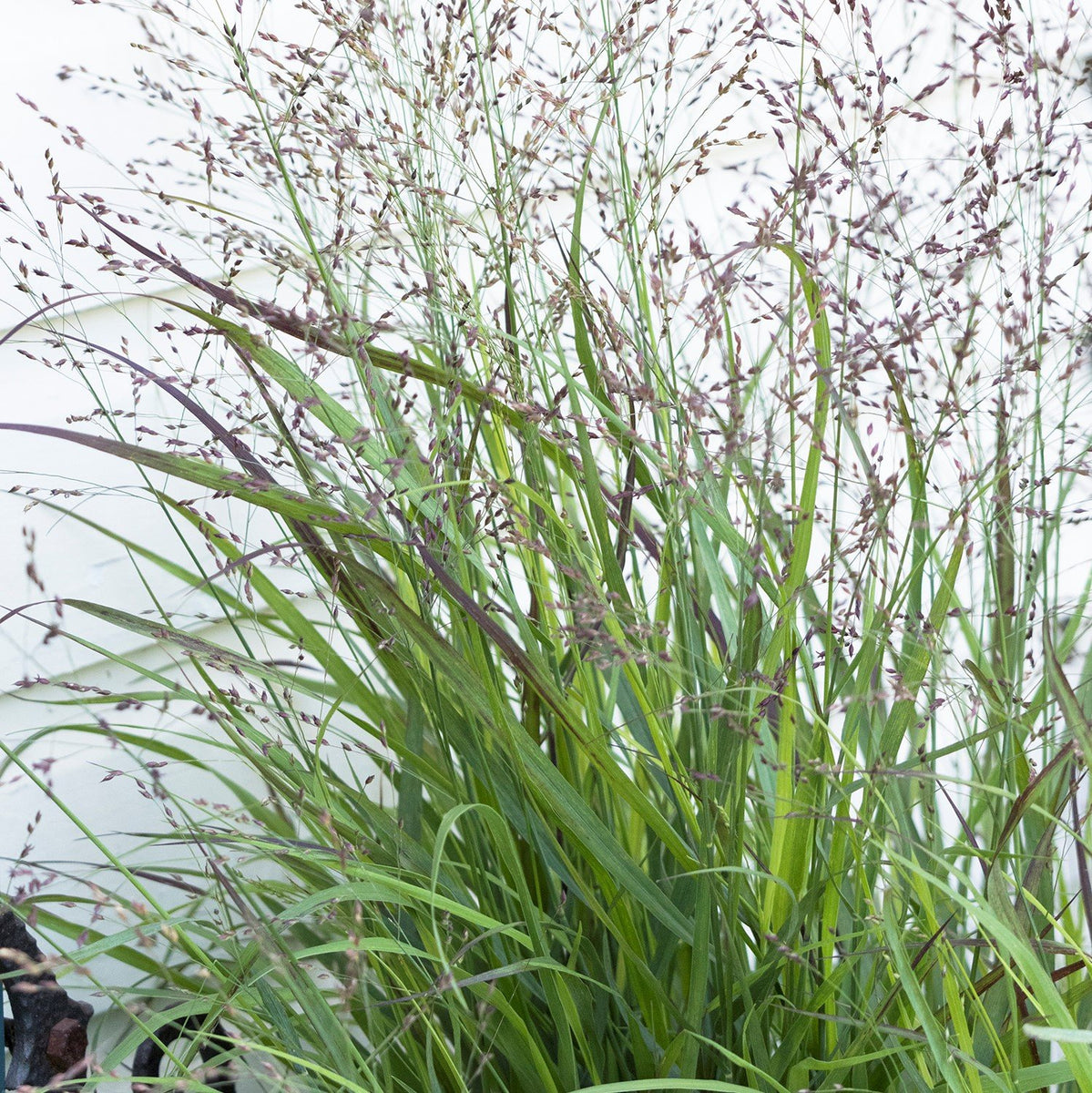 Shenandoah Panicum (Switch Grass) – Southern Idaho Landscape Center