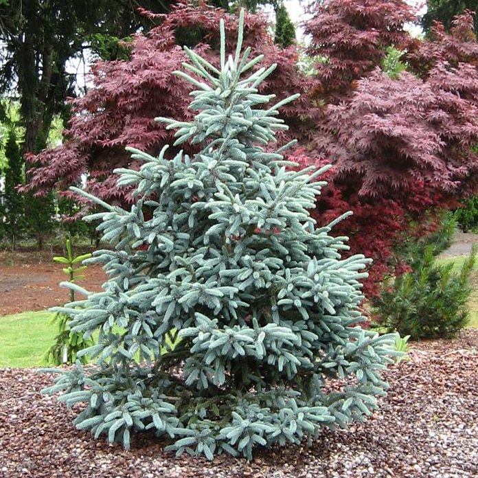 Paul's Select Norway Spruce Tree – Southern Idaho Landscape Center