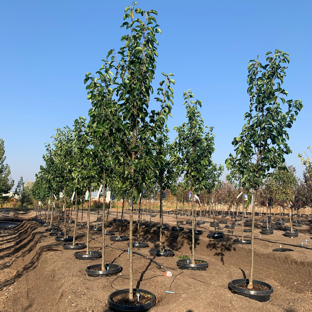 Cleveland Select Pear Tree – Southern Idaho Landscape Center