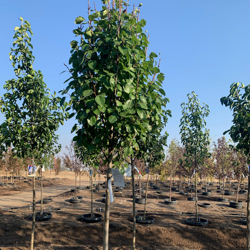 Jack Pear Tree – Southern Idaho Landscape Center