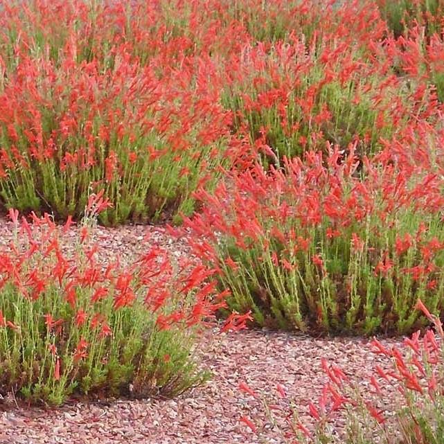 Compact Pineleaf Penstemon (Beardtongue) – Southern Idaho Landscape Center
