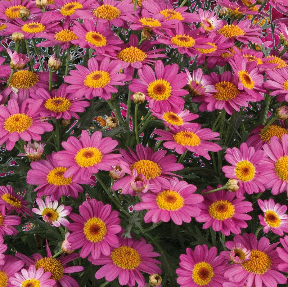 Lollies Pink Pez ﻿Argyranthemum (Marguerite Daisy) – Southern Idaho ...