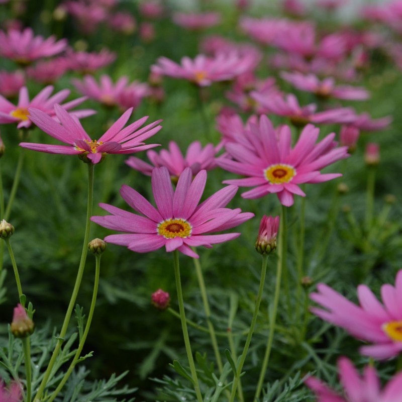 Angelic Giant Pink Argyranthemum (Marguerite Daisy) – Southern Idaho ...