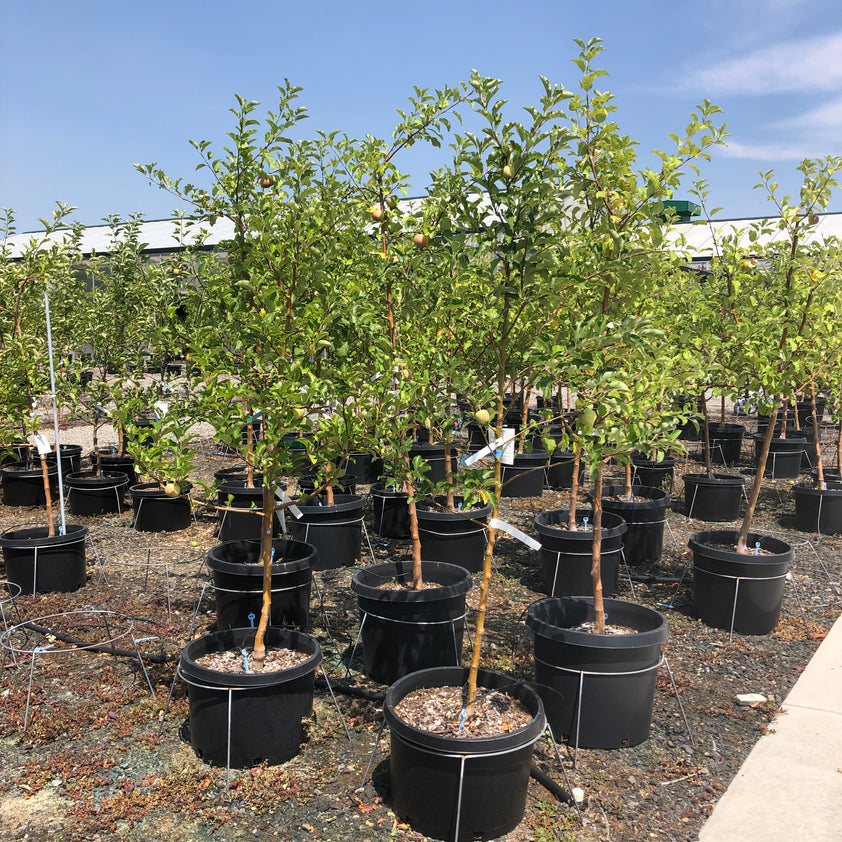 Pink Lady Apple Tree – Southern Idaho Landscape Center