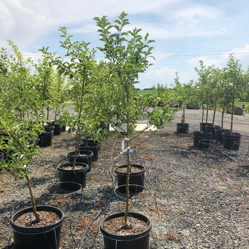 Pink Lady Apple Tree – Southern Idaho Landscape Center