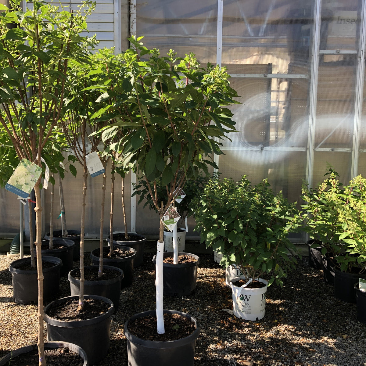 Pinky Winky Panicle Hydrangea Tree Form – Southern Idaho Landscape Center