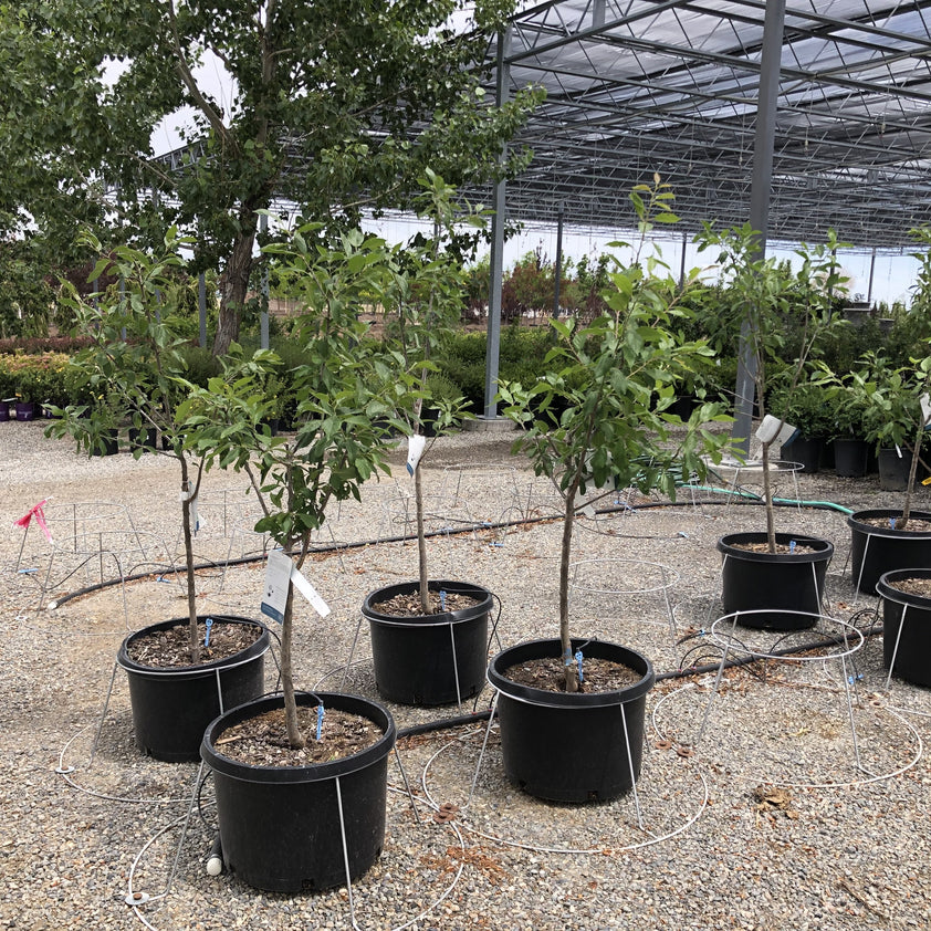 Italian Prune Tree – Southern Idaho Landscape Center