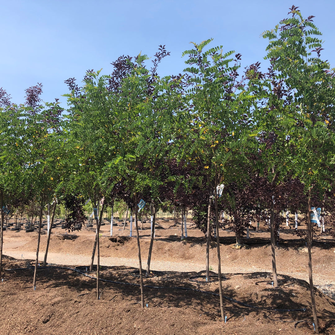 Purple Robe Locust Tree – Southern Idaho Landscape Center
