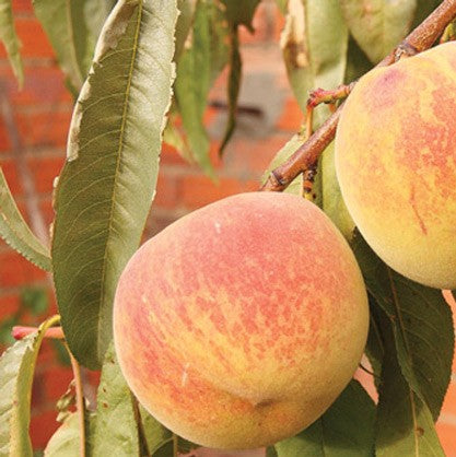 Ranger Peach Tree – Southern Idaho Landscape Center