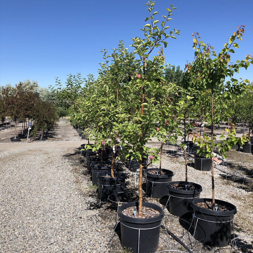 Red McIntosh Apple Tree – Southern Idaho Landscape Center