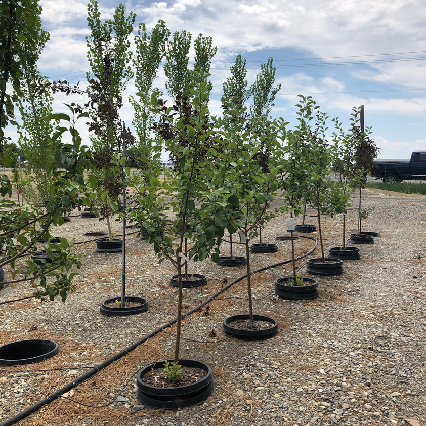Red McIntosh Apple Tree – Southern Idaho Landscape Center